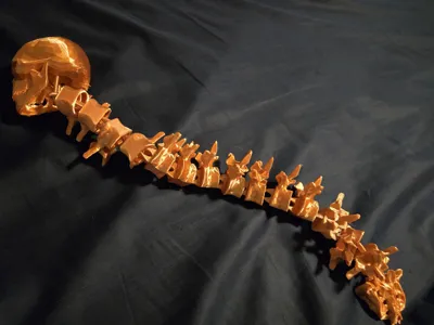 Articulated Halloween Spine and Skull by Bofonchio MakerWorld: Download ...