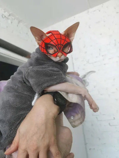 Spidercat Mask by 3DBlueprint.io MakerWorld: Download Free 3D Models