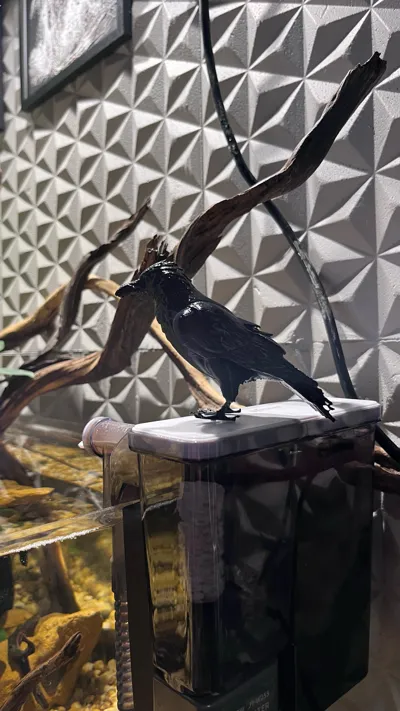 Preeing Raven Remixed by Maderen MakerWorld: Download Free 3D Models