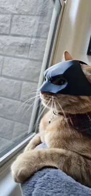 Batman Cat Mask - Free 3D Print Model - MakerWorld