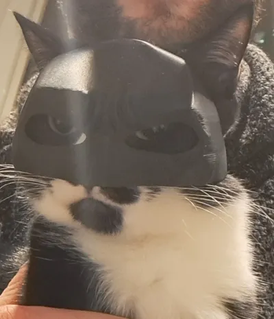 Batman Cat Mask - Free 3D Print Model - MakerWorld