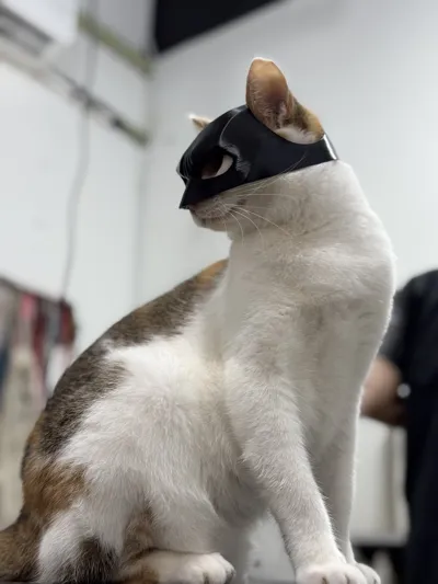 Batman Cat Mask - Free 3D Print Model - MakerWorld