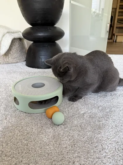 1kg Spool Cat Toy - Free 3D Print Model - MakerWorld