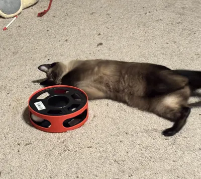 1kg Spool Cat Toy by Hexus 3D MakerWorld: Download Free 3D Models