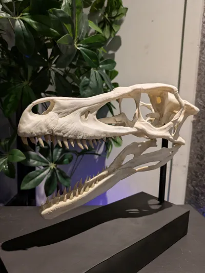 Velociraptor skull with display stand Remixed by Marton MakerWorld ...