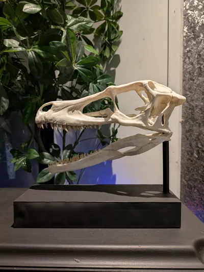 Velociraptor skull with display stand Remixed by Marton MakerWorld ...