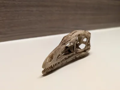 Compsognathus Dinosaur Skull by Marton MakerWorld: Download Free 3D Models