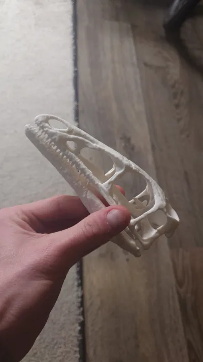 Compsognathus Dinosaur Skull by Marton MakerWorld: Download Free 3D Models