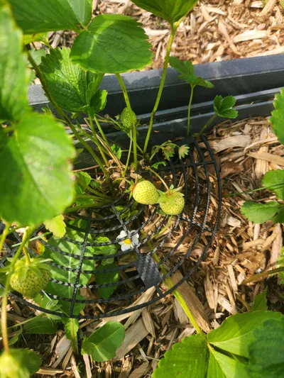 Strawberry Growing Supports by STLWarehouse MakerWorld: Download Free ...