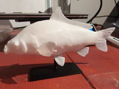 Carp Fish Mount by Fish Prints MakerWorld: Download Free 3D Models