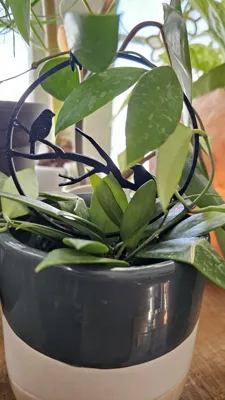 Bird Plant Trellis by 3d3 MakerWorld: Download Free 3D Models