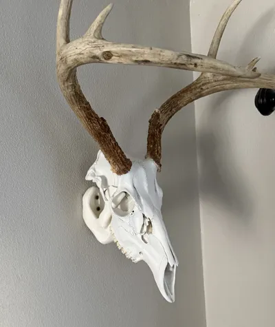 Skull Mount Wall Bracket by DTM247 MakerWorld: Download Free 3D Models