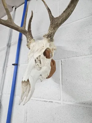 Skull Mount Wall Bracket by DTM247 MakerWorld: Download Free 3D Models