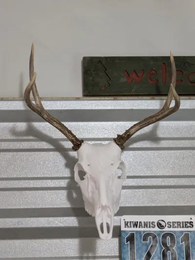 Deer Skull Antler Mount - New Snap/Lock antlers by DTM247 MakerWorld ...