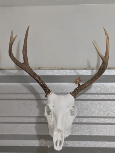 Deer Skull Antler Mount - New Snap/Lock antlers by DTM247 MakerWorld ...
