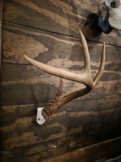 Deer Skull Antler Mount - New Snap/Lock antlers - Free 3D Print Model ...
