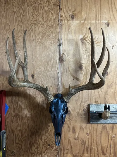 Deer Skull Antler Mount - New Snap/Lock antlers by DTM247 MakerWorld ...