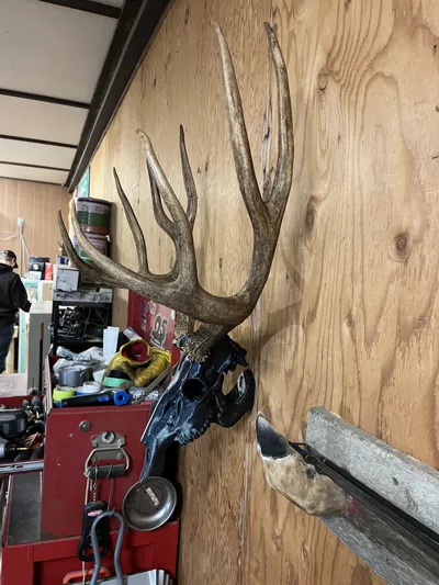 Deer Skull Antler Mount - New Snap/Lock antlers by DTM247 MakerWorld ...