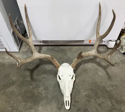 Deer Skull Antler Mount - New Snap/Lock antlers - Free 3D Print Model ...