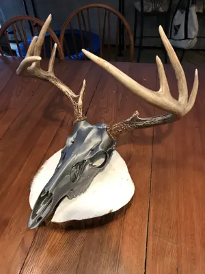 Deer Skull Antler Mount - New Snap/Lock antlers - Free 3D Print Model ...