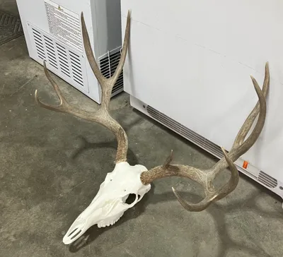 Deer Skull Antler Mount - New Snap/Lock antlers - Free 3D Print Model ...