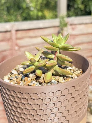 Modern Plant Pot with Legs by Maxx Design MakerWorld: Download Free 3D ...