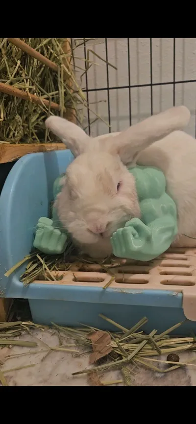 Two toned Hulk Arms Remixed by Kyle MakerWorld: Download Free 3D Models