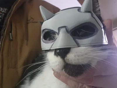 Daredevil Cat Mask by BODY3D MakerWorld: Download Free 3D Models
