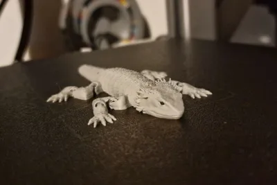 Flexi Bearded Dragon by FilliFuu MakerWorld: Download Free 3D Models