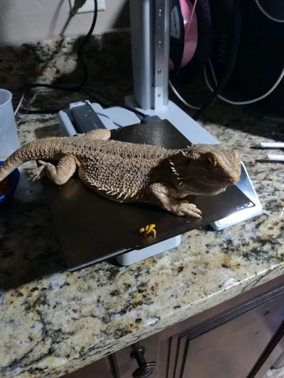 Flexi Bearded Dragon - Free 3D Print Model - MakerWorld