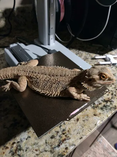 Flexi Bearded Dragon - Free 3D Print Model - MakerWorld