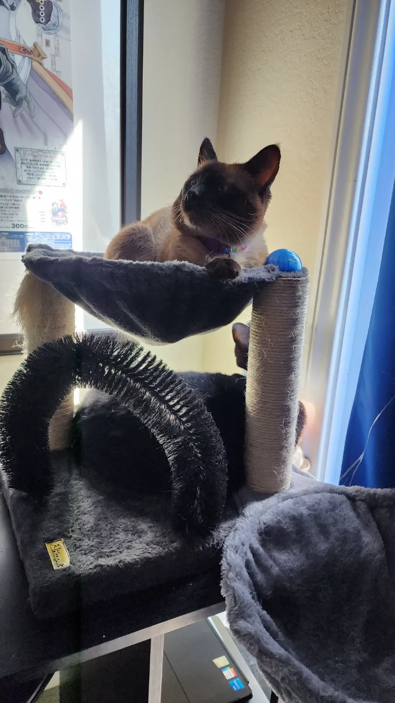 Wing nut cover for a cat tower by datasian - MakerWorld