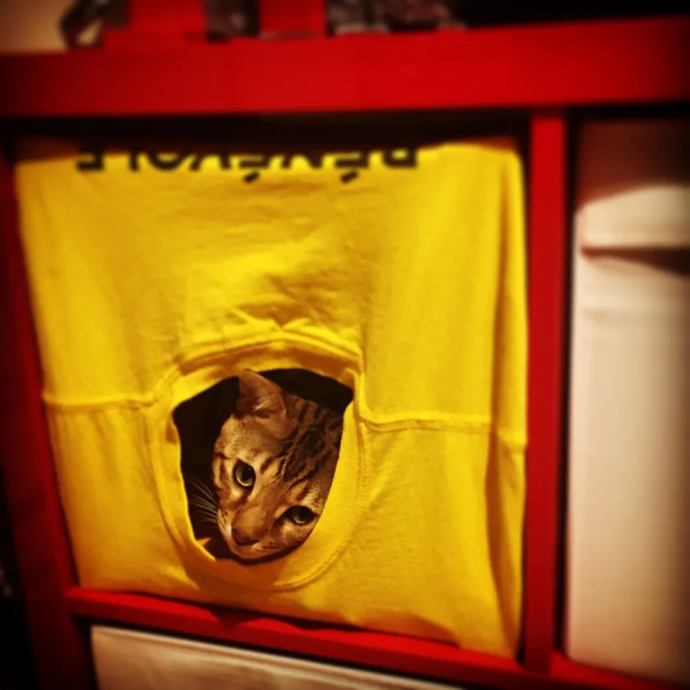 Ikea Kallax Insert for Cats by CYUL Maker - MakerWorld