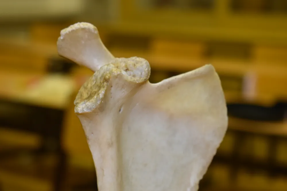 Shoulder Blade Scan - Scapula by KubiV_ MakerWorld: Download Free 3D Models