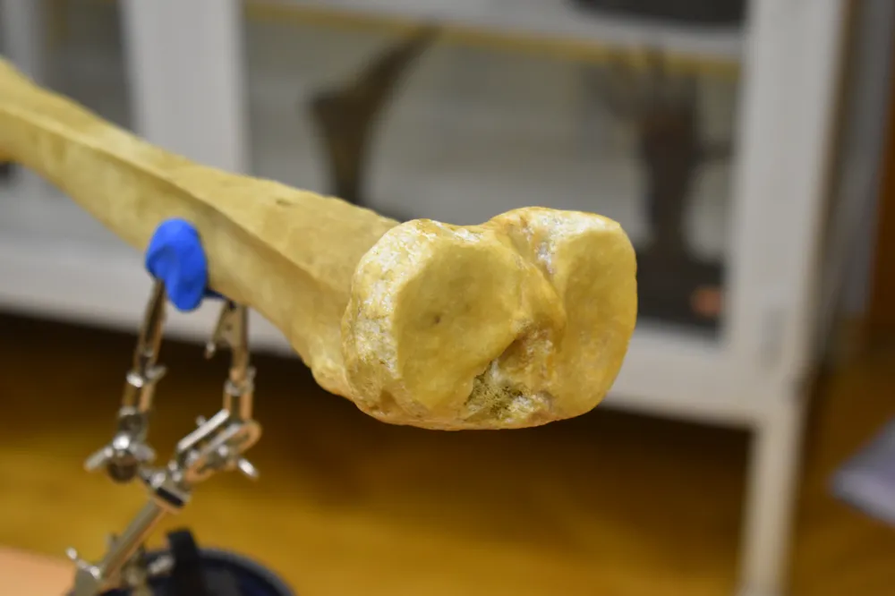 Shinbone Scan - Tibia by KubiV_ - MakerWorld