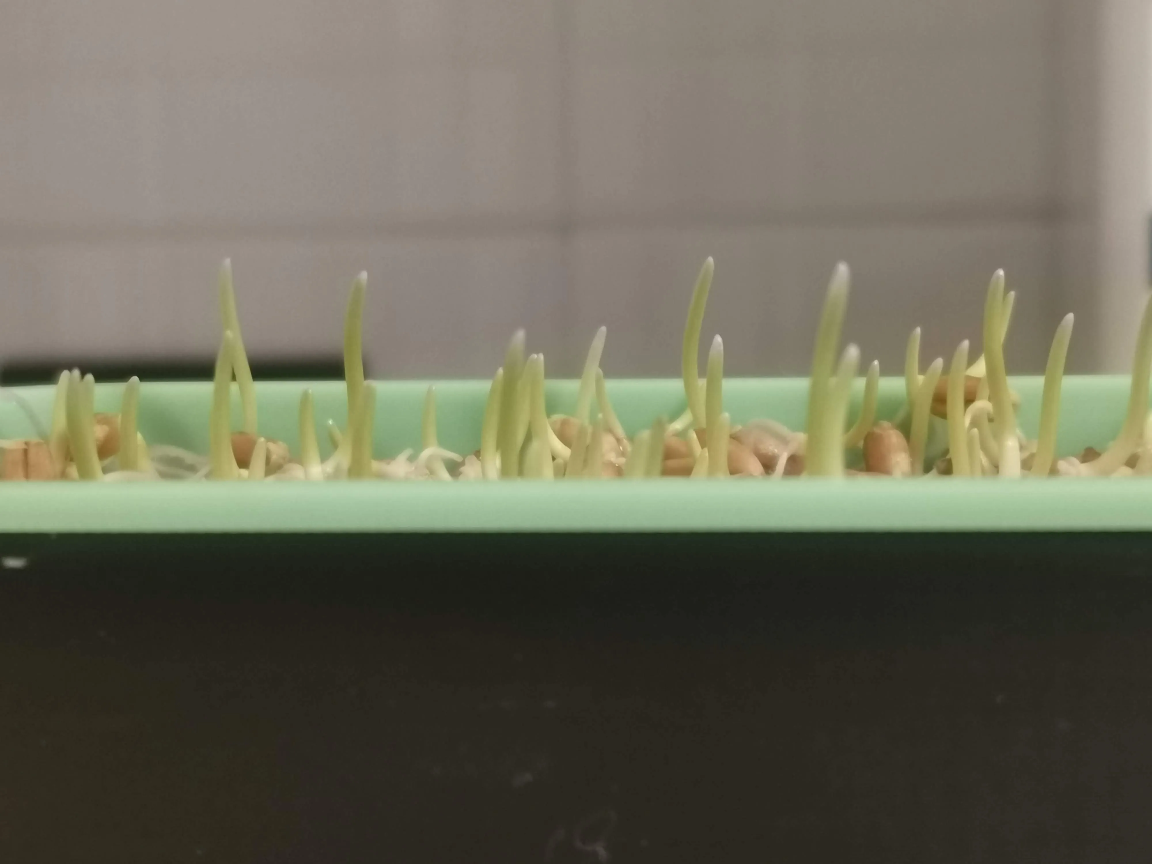 catnip vase by Ceer_oner MakerWorld: Download Free 3D Models