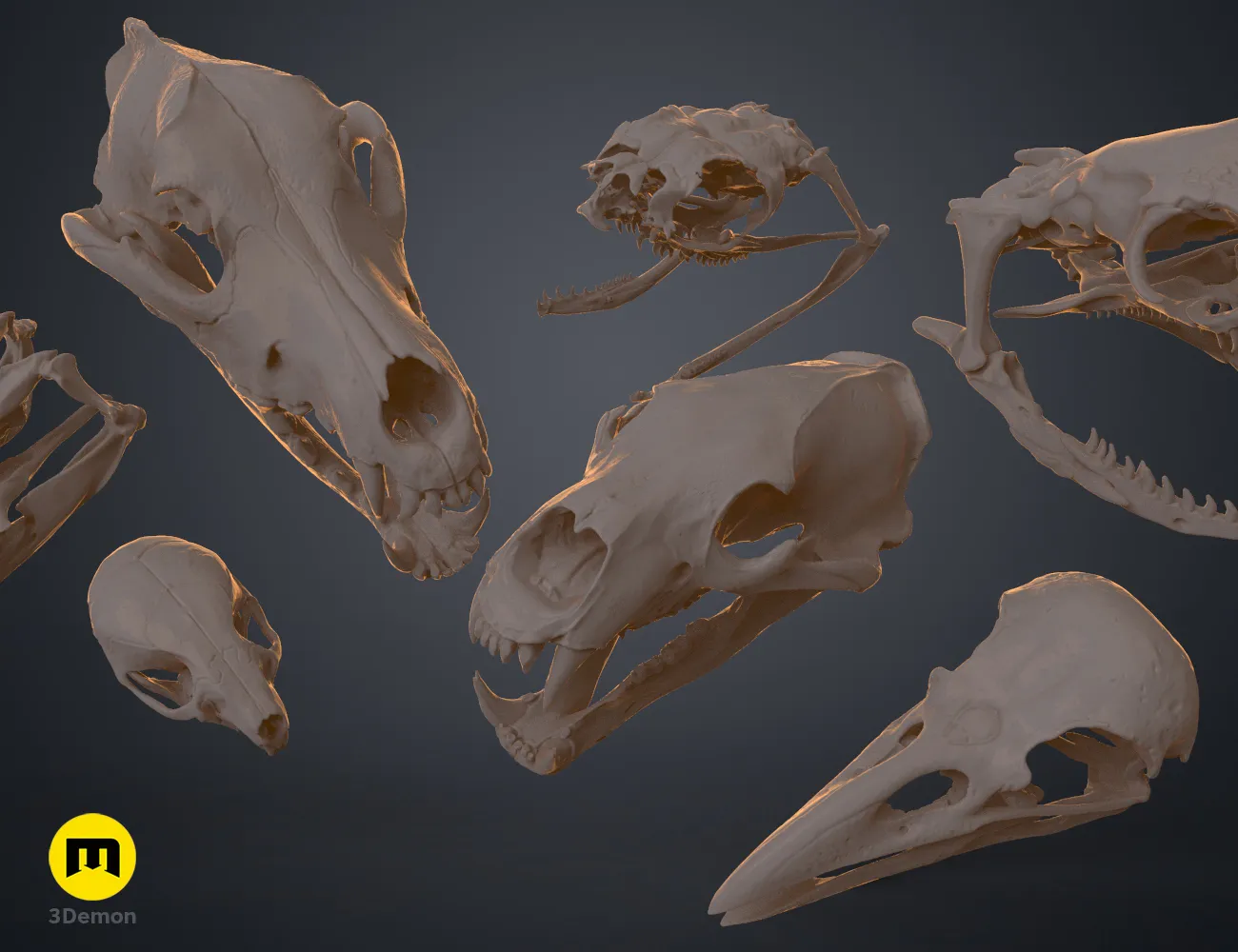 Anatomically Correct Human Skull by 3Demon by 3Demon MakerWorld ...