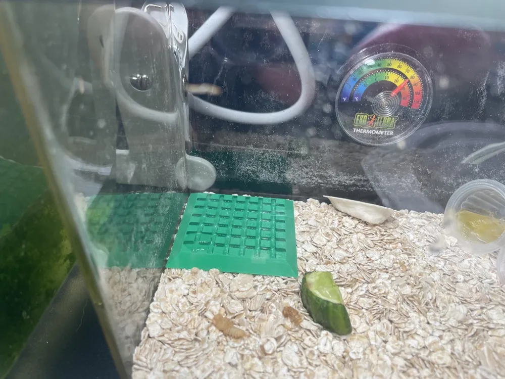 Water bowl for bugs, spiders, etc. by Kapinenapina - MakerWorld