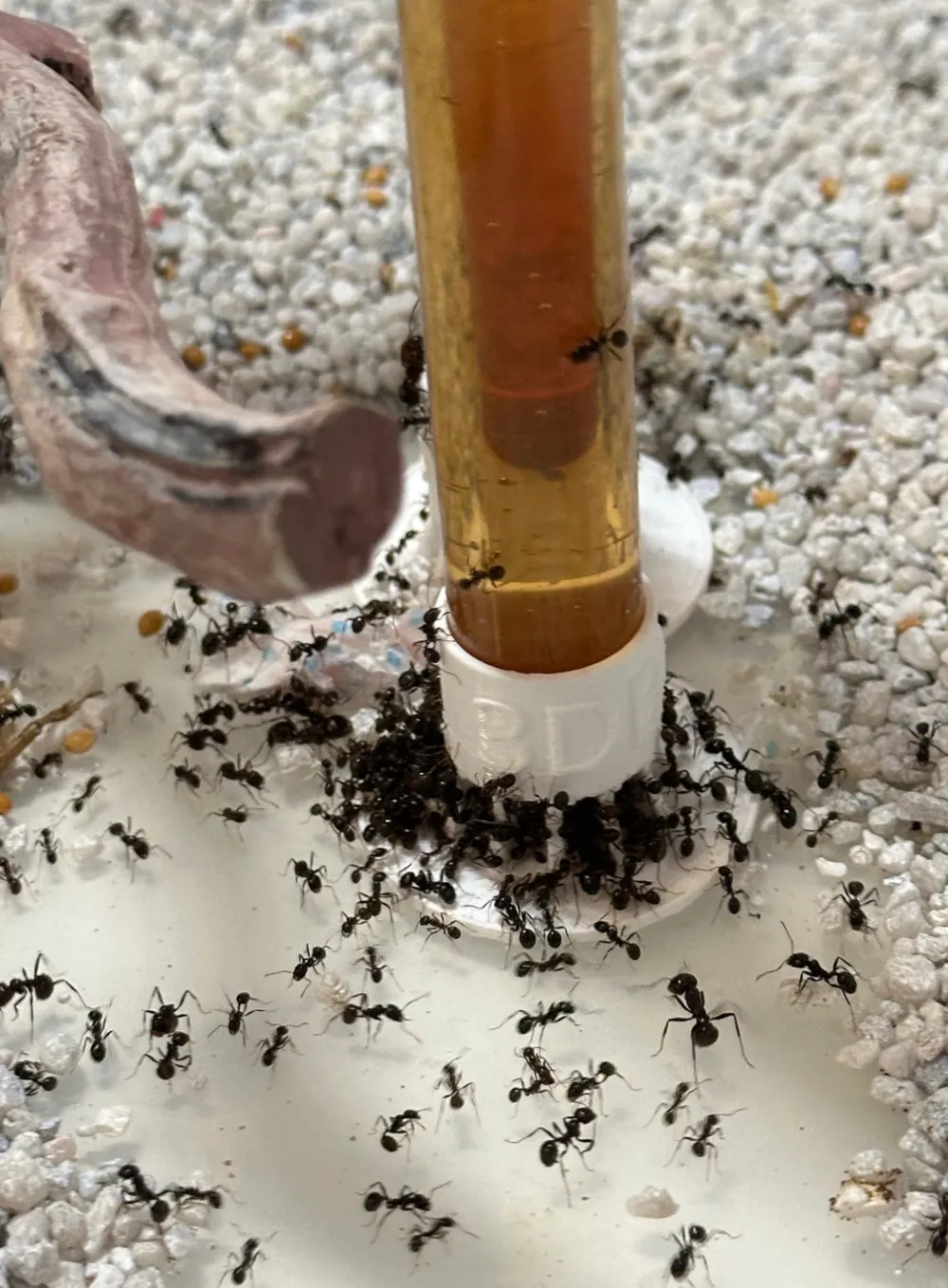 Liquid feeder for ants (for 16mm testtubes) by 3DBelgie - MakerWorld