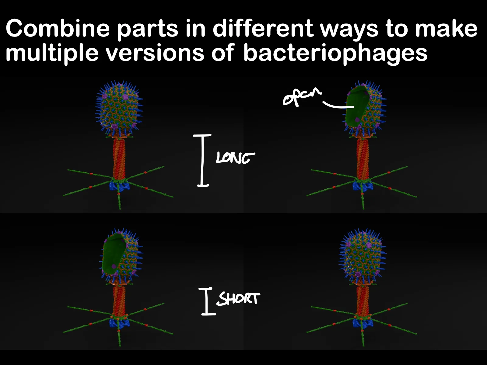 Bacteriophage vs Bacteria - diorama by 3DLion - MakerWorld