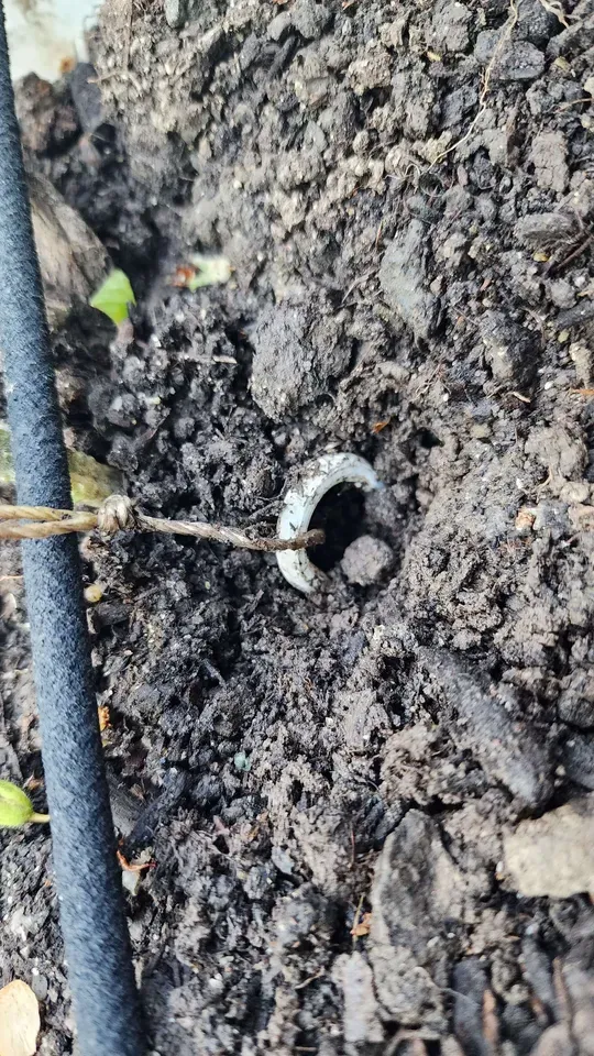 Garden Trellis Stake by Frosty Eldin - MakerWorld