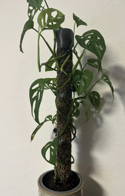 moss pole 3d print model download - MakerWorld