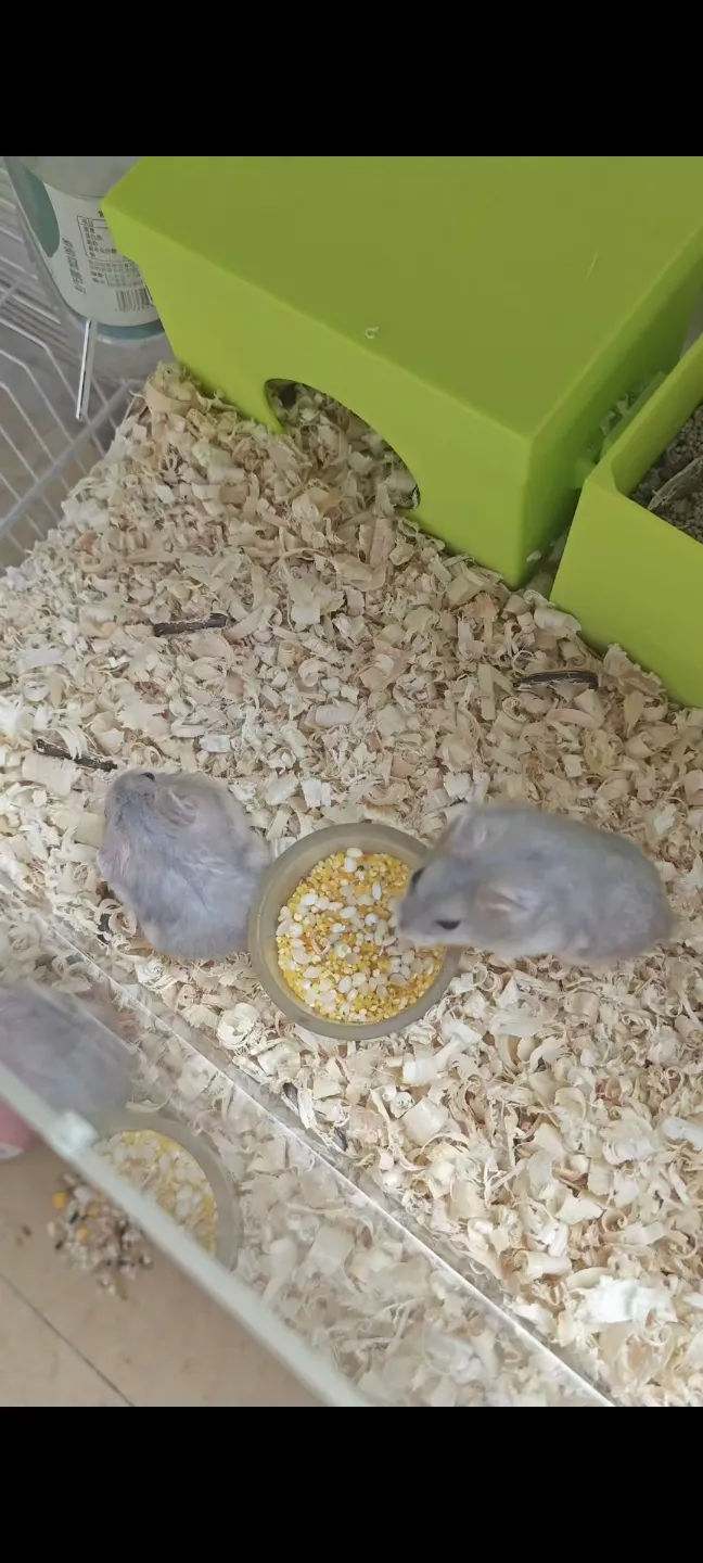 Hamster house with detachable litter box【Hamster house、hamster】 by ...