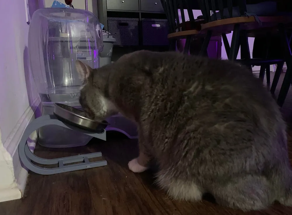 Angled Cat Food Bowl Holder by dfoles - MakerWorld
