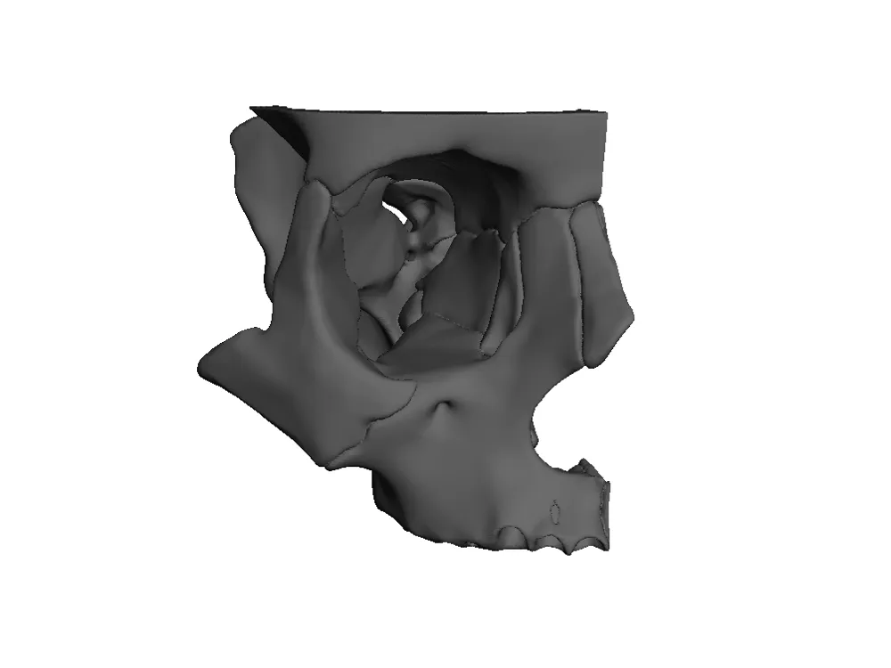 Orbit bones anatomical model Remixed by diegotrap MakerWorld: Download ...