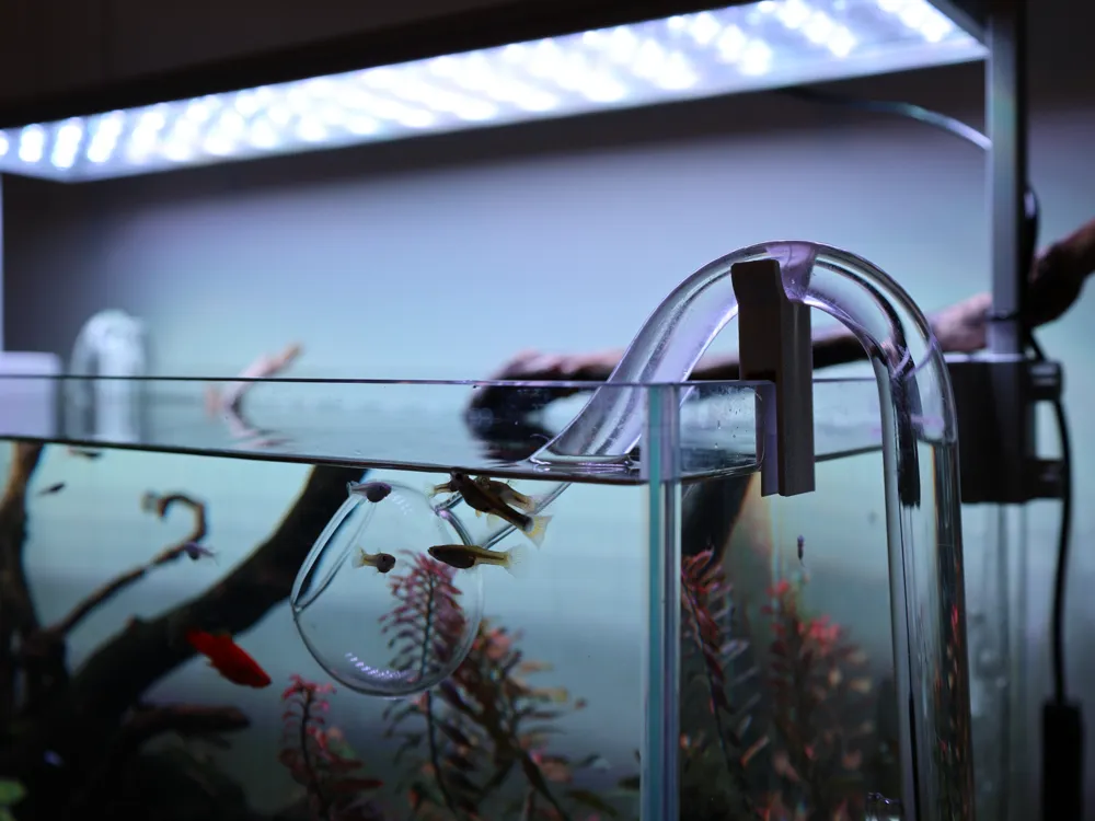 Aquarium Glass Poppy Inflow Outflow Pipe_holder by JAEROW - MakerWorld