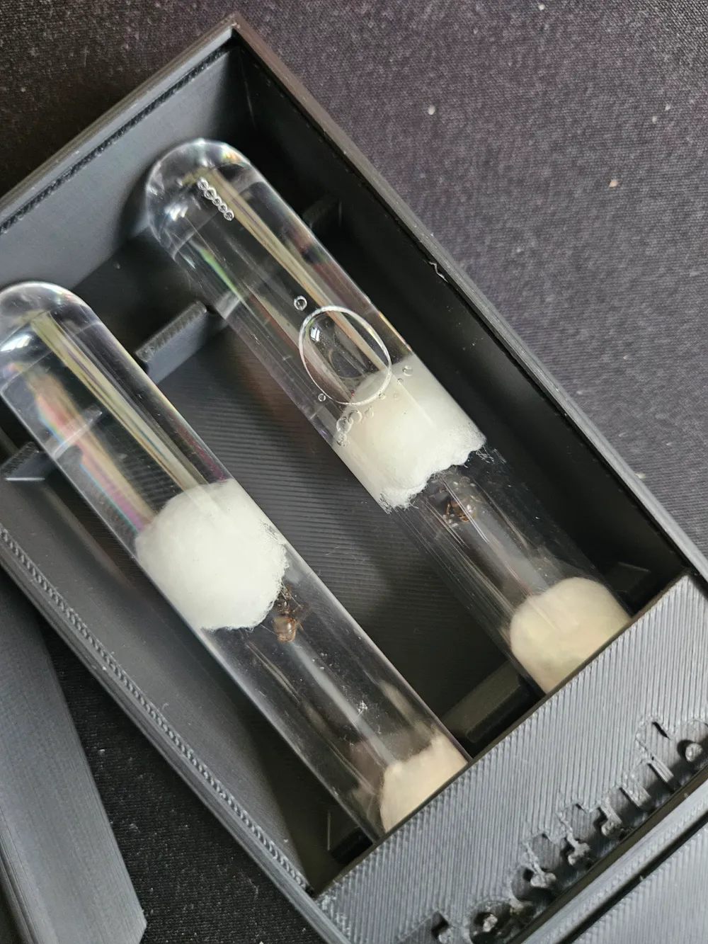 Test tube, Ant Queen, Test tube, Ant Queen by Otti - MakerWorld