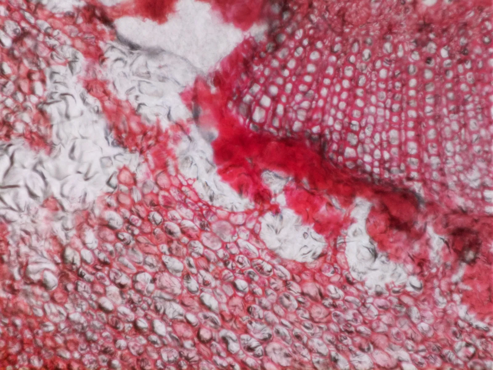 OpenFlexure Microscope by ebob - MakerWorld