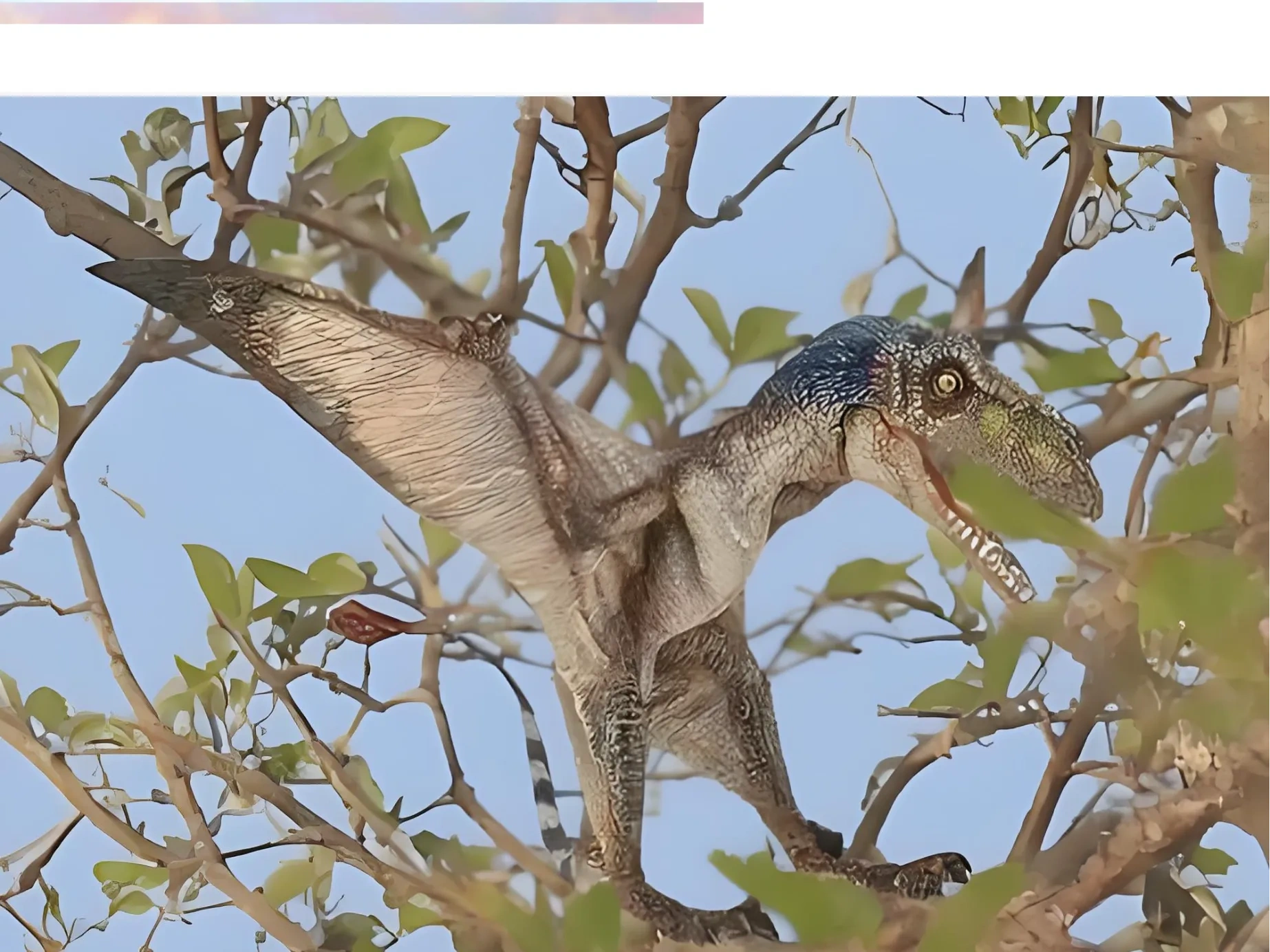 Dimorphodon by 7758 MakerWorld: Download Free 3D Models