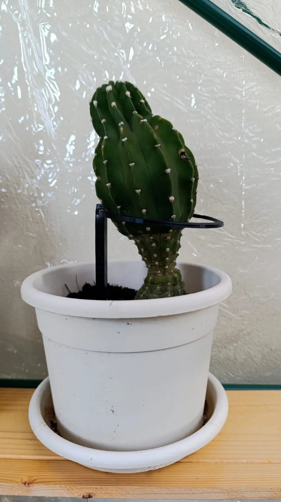 Support for cactus or small plants by Wood & Handcraft - MakerWorld